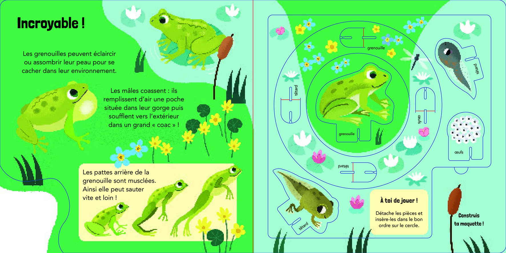 Quand le têtard devient une grenouille Construis ta maquette ...
