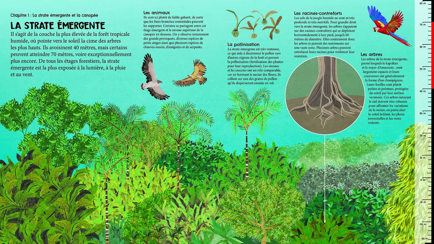 Voyage au cœur de la forêt amazonienne - cartonné - Isobel Lundie ...