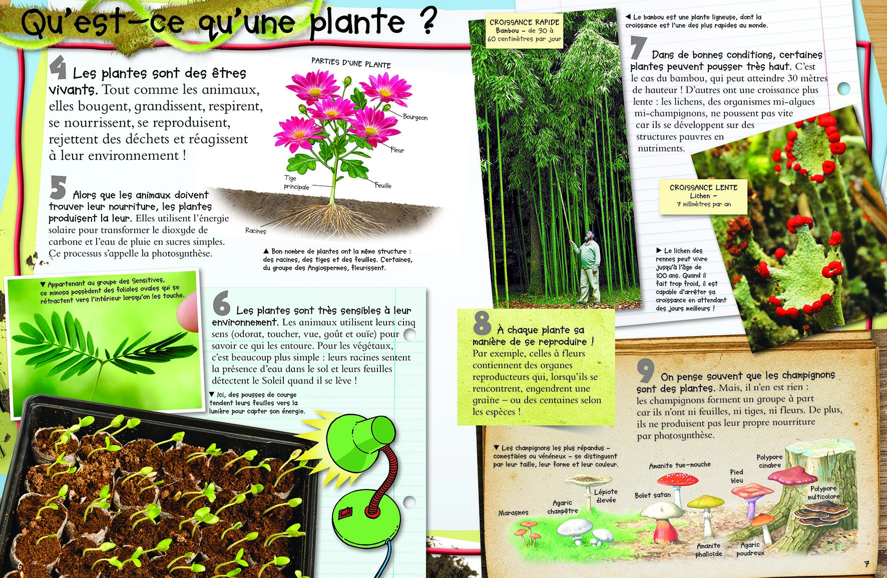 Les plantes - 100 infos à connaître - broché - Collectif - Achat Livre ...